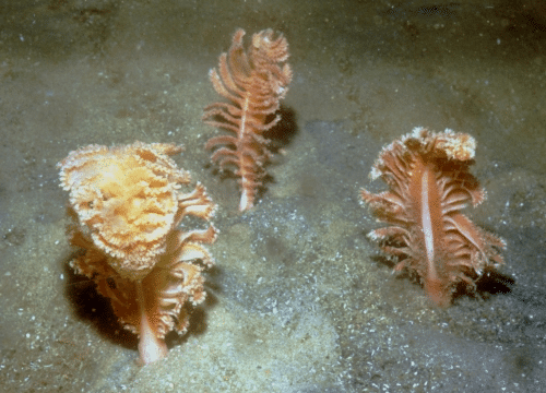 שימור הצורבים – כיצד נגן על בתי הגידול הימיים? — החצי הכחול Cnidaria